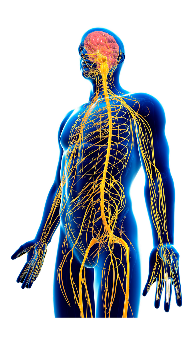 What is Clinical Endocannabinoid Deficiency? – aliceCBD