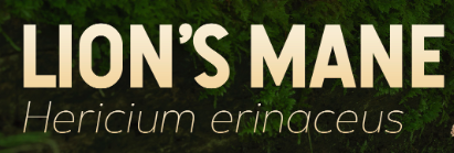 What is Lion's Mane – aliceCBD