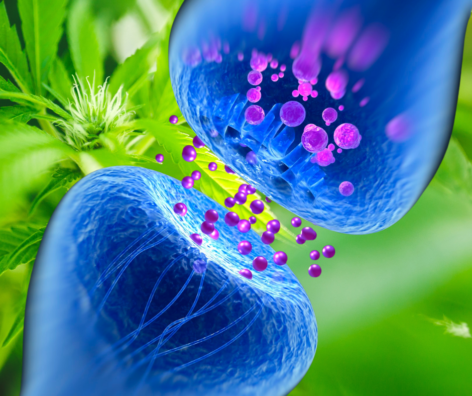 Cannabinoids and how they can help your health and wellness journey ...